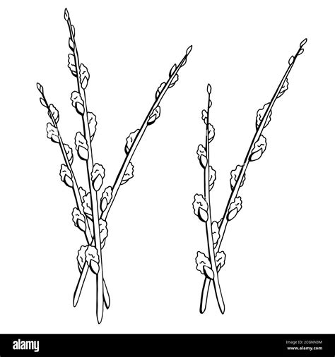 Pussy Willow Graphic Black White Isolated Sketch Illustration Vector Stock Vector Image And Art
