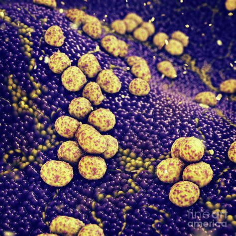 Staphylococcus Aureus Bacteria Photograph By Nobeastsofierce Science