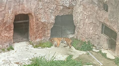 KETEMU HARIMAU GAK ADA TANGAN KANAN DAN BERUANG MADU BERPOSE MODEL