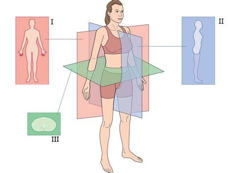Os Planos Anat Micos S O Refer Ncias Imagin Rias Utilizadas Na Anatomia