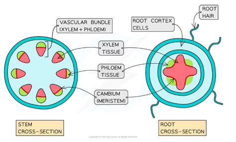 OCR A Level Biology 复习笔记2 6 10 Stem Cells in Animals Plants 翰林国际教育