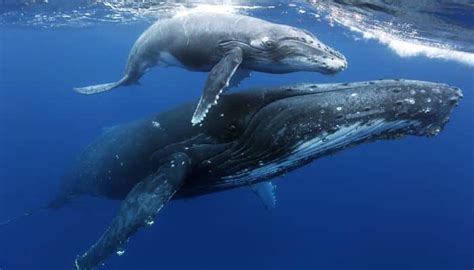 Cómo Se Reproducen Las Ballenas Cortejos Gestación Y Más