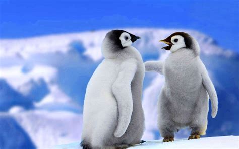Baby Penguin Hd Wallpapers Top Free Baby Penguin Hd Backgrounds