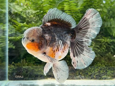 Kirin Rosetail Oranda M 5 5 Free Shipping