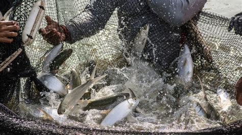Peluang Usaha Budidaya Ikan Air Tawar Dan Analisa Usahanya