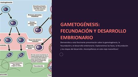 Gametog Nesis Fecundaci N Y Desarrollo Embrionario Francklin Zelada
