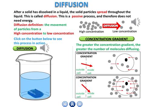PPT DIFFUSION OSMOSIS ACTIVE TRANSPORT PowerPoint Presentation