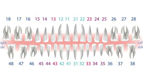 N Mero Dos Dentes Veja Como Feita A Enumera O Deles