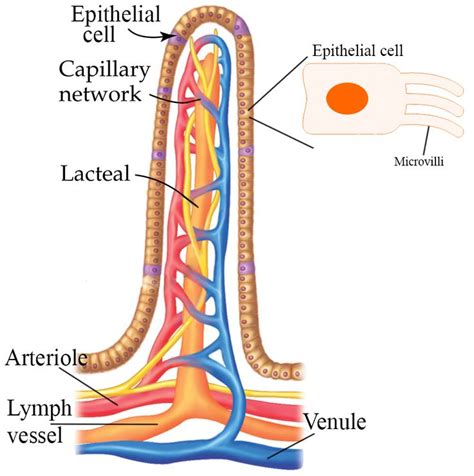 Portion Of A Villus Diagram Google Search Diagram Teaching