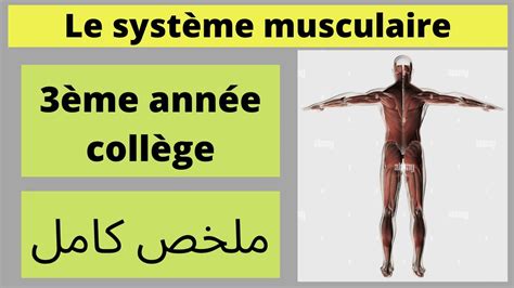 SVT le système musculaire 3ème année collège الجهاز العضلي YouTube