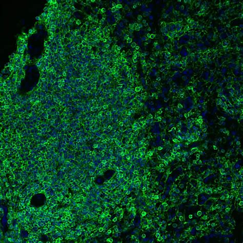 Cd Antibody Anti Human Reafinity Miltenyi Biotec Usa