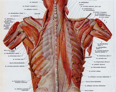 Vintage Medical Page Human Body Diagram Back Muscles Ribs Bones Vtg
