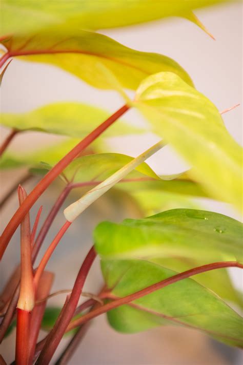 Philodendron Painted Lady Plantologie