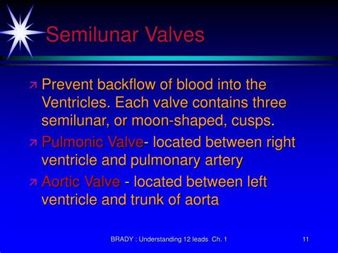 Semilunar Valve Definition And Examples Biology Online Dictionary