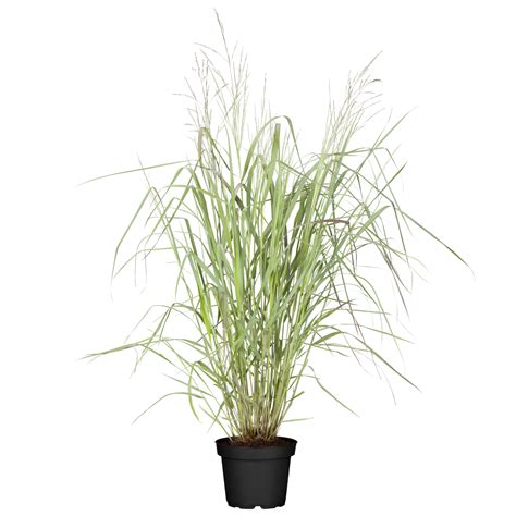 Rutenhirse Warrior Cm Topf