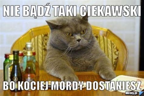 NIE BĄDŹ TAKI CIEKAWSKI BO KOCIEJ MORDY DOSTANIESZ Memy pl
