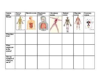 Human Body Systems Graphic Organizer By Live Action Science TpT
