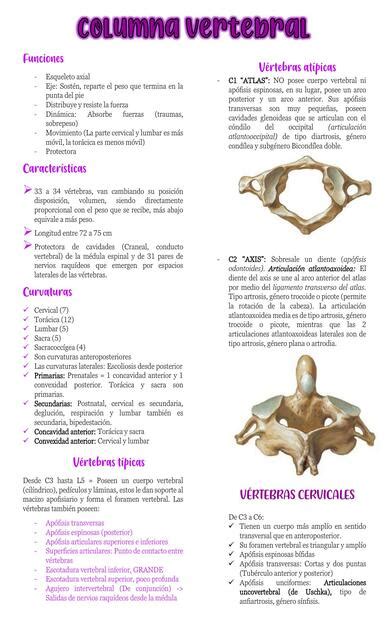 Columna Vertebral Anatomía Carol Cuadros uDocz