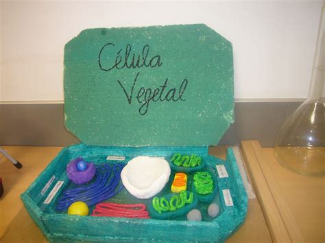 CIENCIAS NATURALES MAQUETAS DE CÉLULAS REALIZADAS POR ALUMNOS DE 2º ESO