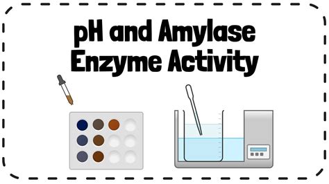 Investigating Effect Of PH On Enzyme Amylase Activity GCSE Biology