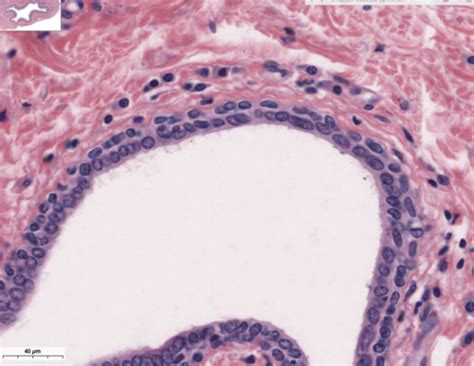 Histologia Er Parcial Tejido Epitelial Flashcards Quizlet The Best