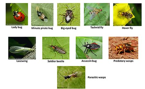Beneficial Insects In Agriculture