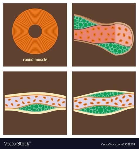 Types Muscle Tissue Human Body Diagram Royalty Free Vector