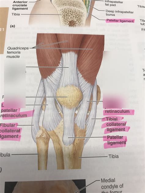 Knee Joint Diagram Quizlet