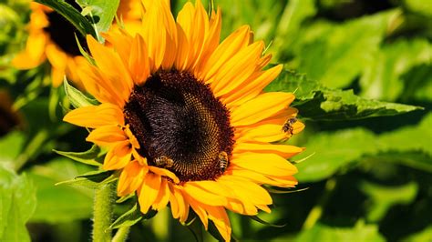 Bienen Sonnenblume Spätsommer Kostenloses Foto auf Pixabay