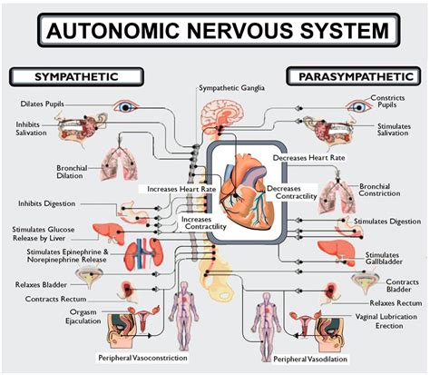 The Roles Of The Parasympathetic Sympathetic Nervous Systems On