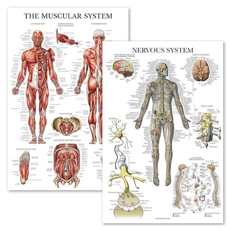 Pack Muscular System Nervous System Anatomy Posters Set Of
