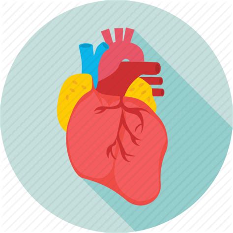 Human Heart Icon At Vectorified Collection Of Human Heart Icon