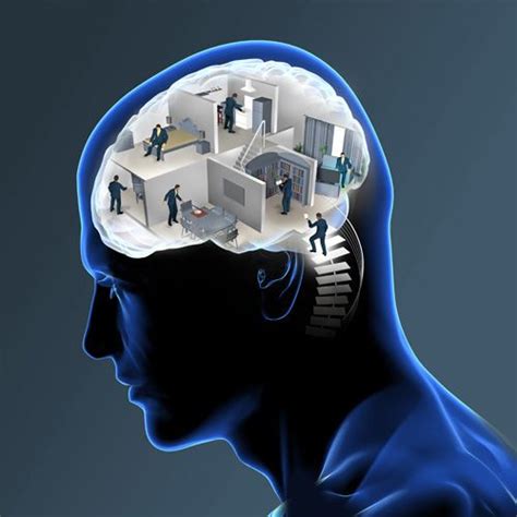 Les différentes zones du cerveau et leurs fonctions Cerveau humain