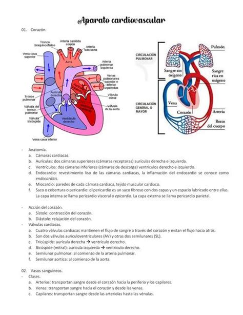 Aparato Cardiovascular Milagros Fontana UDocz