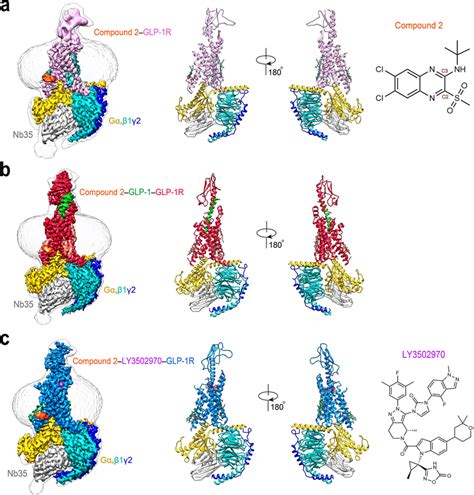 The Overall Cryo EM Structure Of GLP 1RGs Complexes The Cryo EM Maps