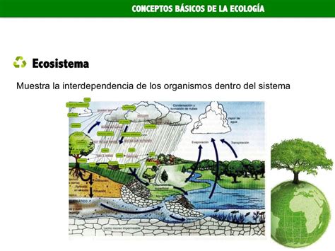 Principios y conceptos básicos de la ecología