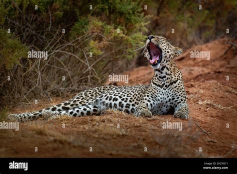 Leopardo Panthera pardus gato amarillo manchado grande en África