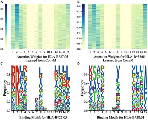 frontiers ranking based convolutional neural network models for peptide mhc class i binding