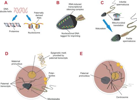 temporal spatial control of gene expression in human spermatogenesis download scientific