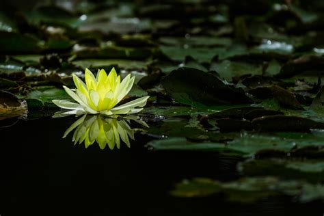 Free Images Tree Nature Branch Blossom Sunlight Leaf Flower