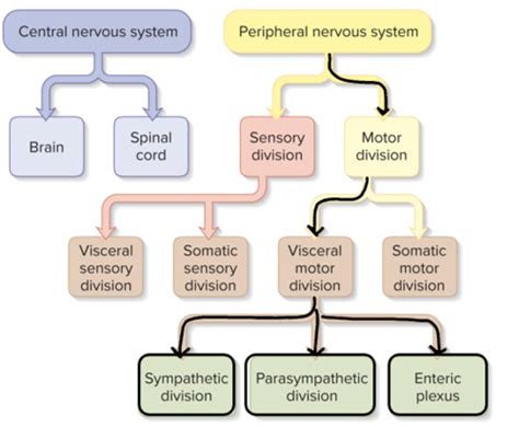 Ch 15 Autonomic Nervous System Flashcards Quizlet