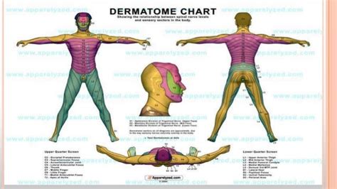Dermatomes And Myotomes Chart Dermatomes Myotomes And Dtr Poster 24 X