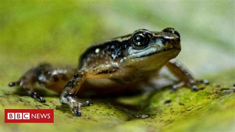 Os dados que mostram o sério declínio da vida selvagem e por que a