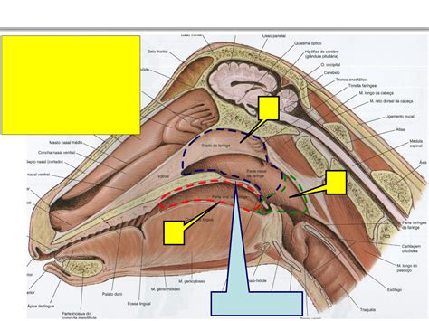 Anatomia Do Sistema Respirat Rio Parte Medicina Veterin Ria