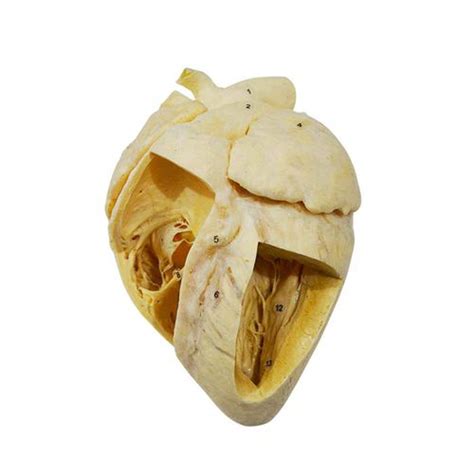 Modelo anatómico de corazón MWDW 045 MeiWo Science veterinario