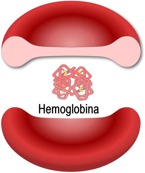 Valoración hematológica Flashcards