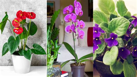 Indoor Flowering Plants