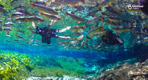 Aquário Natural de Bonito entenda por que você deve conhecer