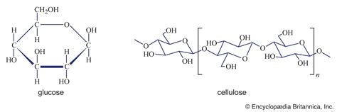 Basic Carbohydrate Chemical Structure