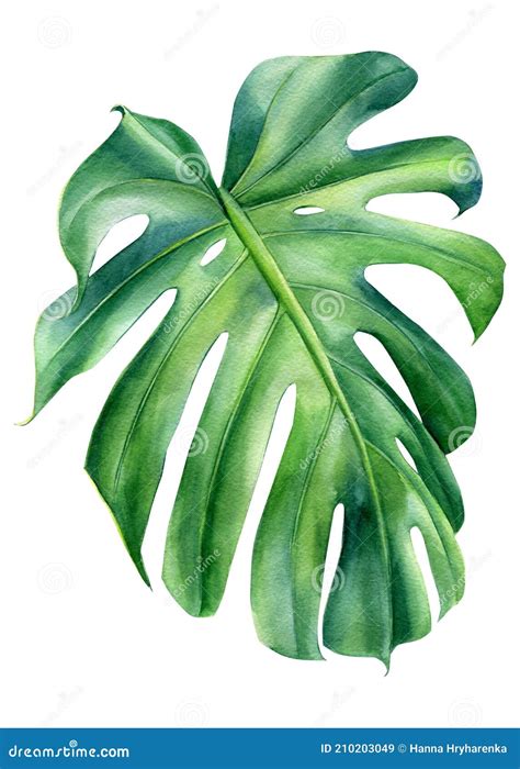 Hojas Tropicales Acuarela Hermosa Mano De La Palma Dibujar Monstera